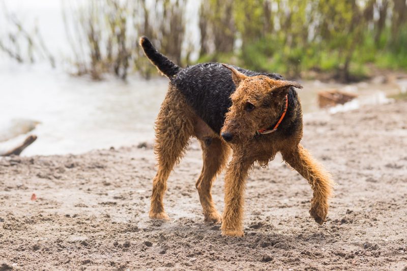Airedale Terrier - Hondenrassen Wijzer ️
