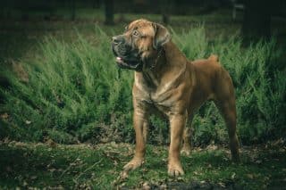 Boerboel - Hondenrassen Wijzer ️