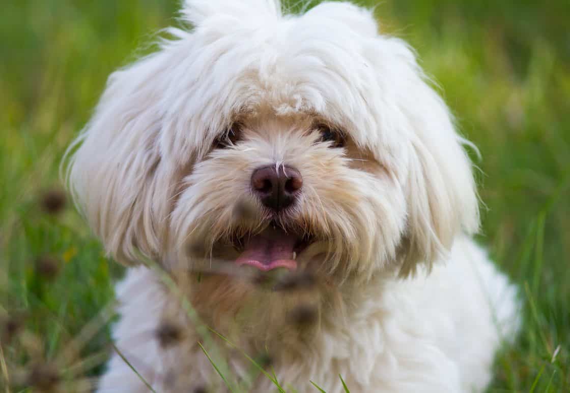 Bolognezer - Hondenrassen Wijzer ️