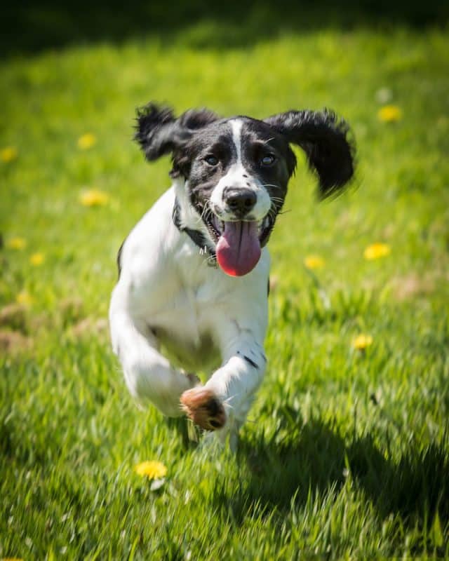Engelse Springer Spaniel - Hondenrassen Wijzer ️