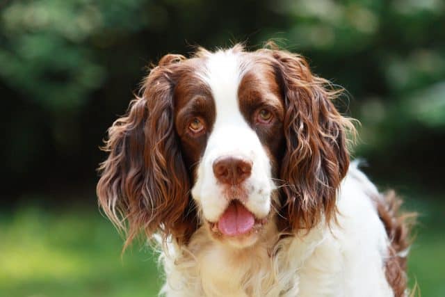 Engelse Springer Spaniel - Hondenrassen Wijzer ️