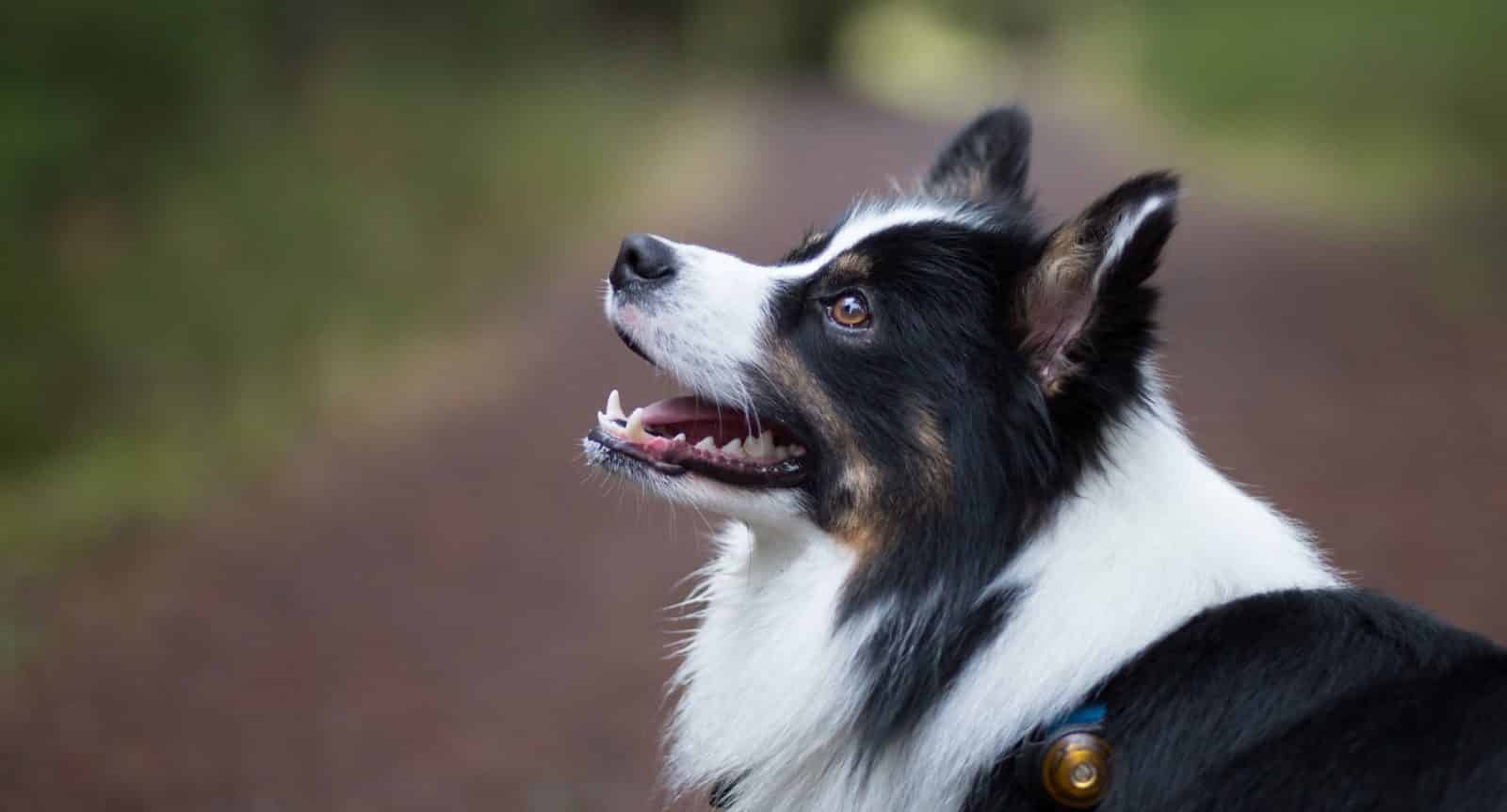 IJslandse Hond - Hondenrassen Wijzer ️