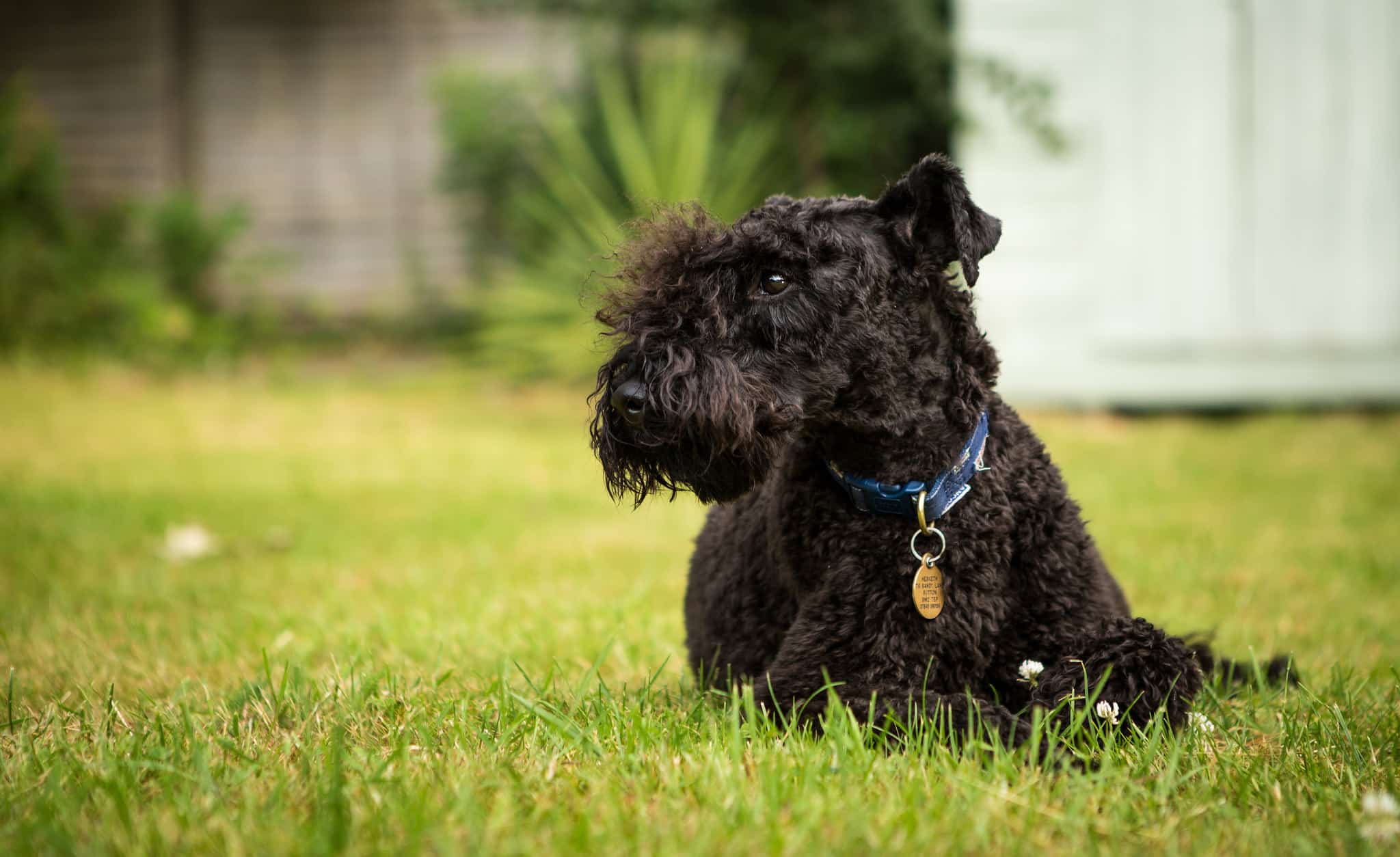 Kerry Blue Terrier - Hondenrassen Wijzer ️
