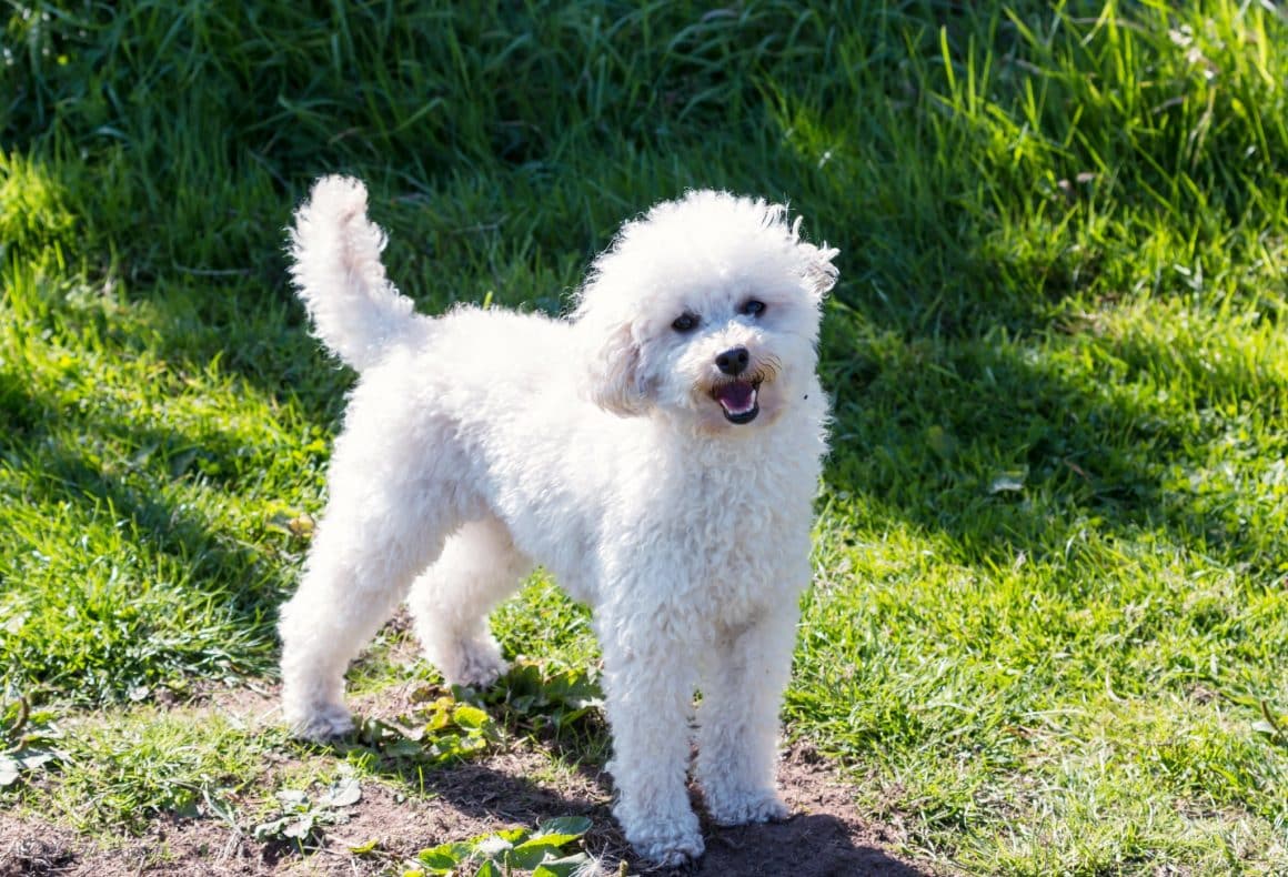 Poedel - Hondenrassen Wijzer ️