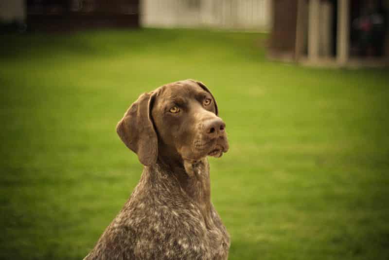 Pointer - Hondenrassen Wijzer ️