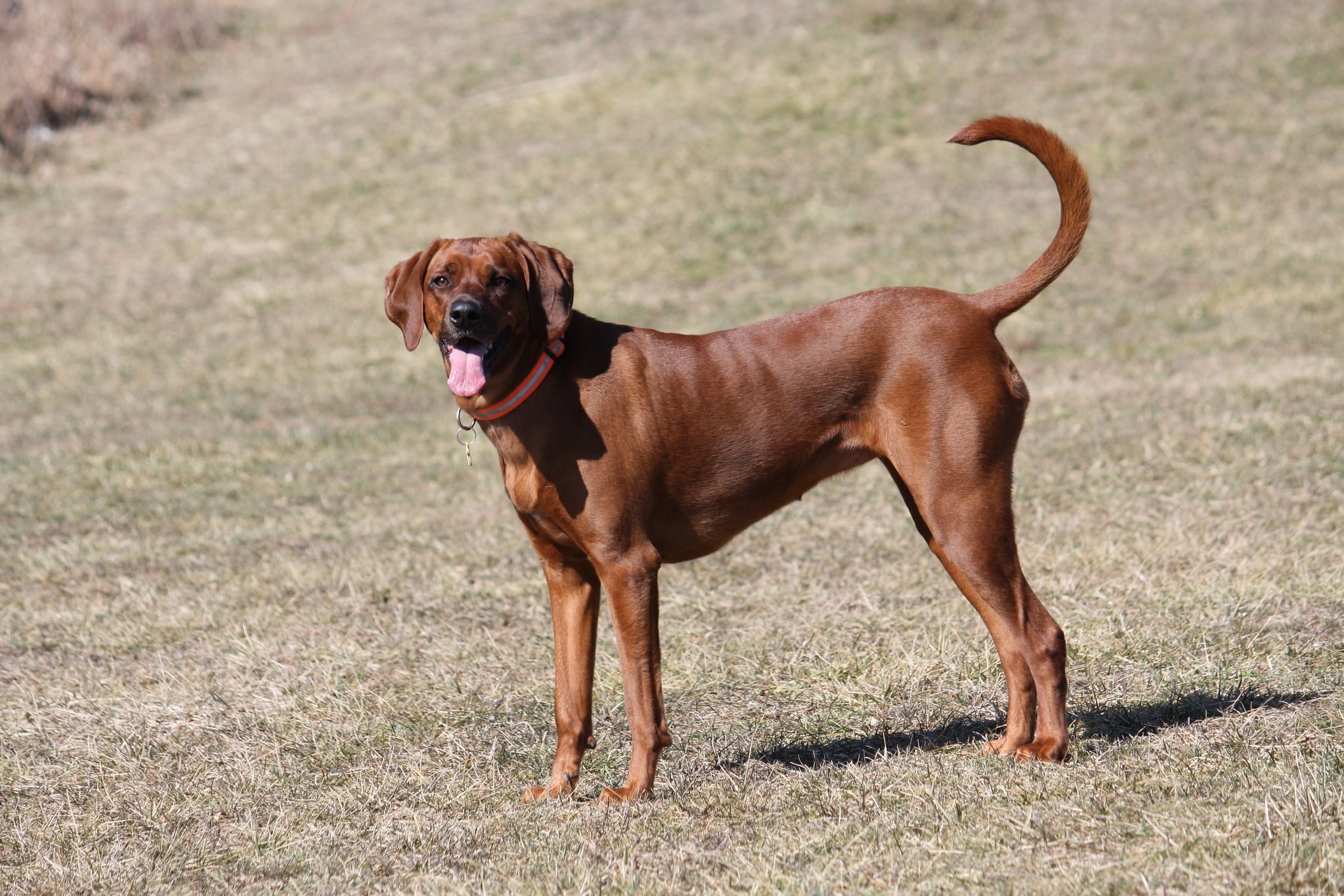 Redbone Coonhound - Hondenrassen Wijzer ️