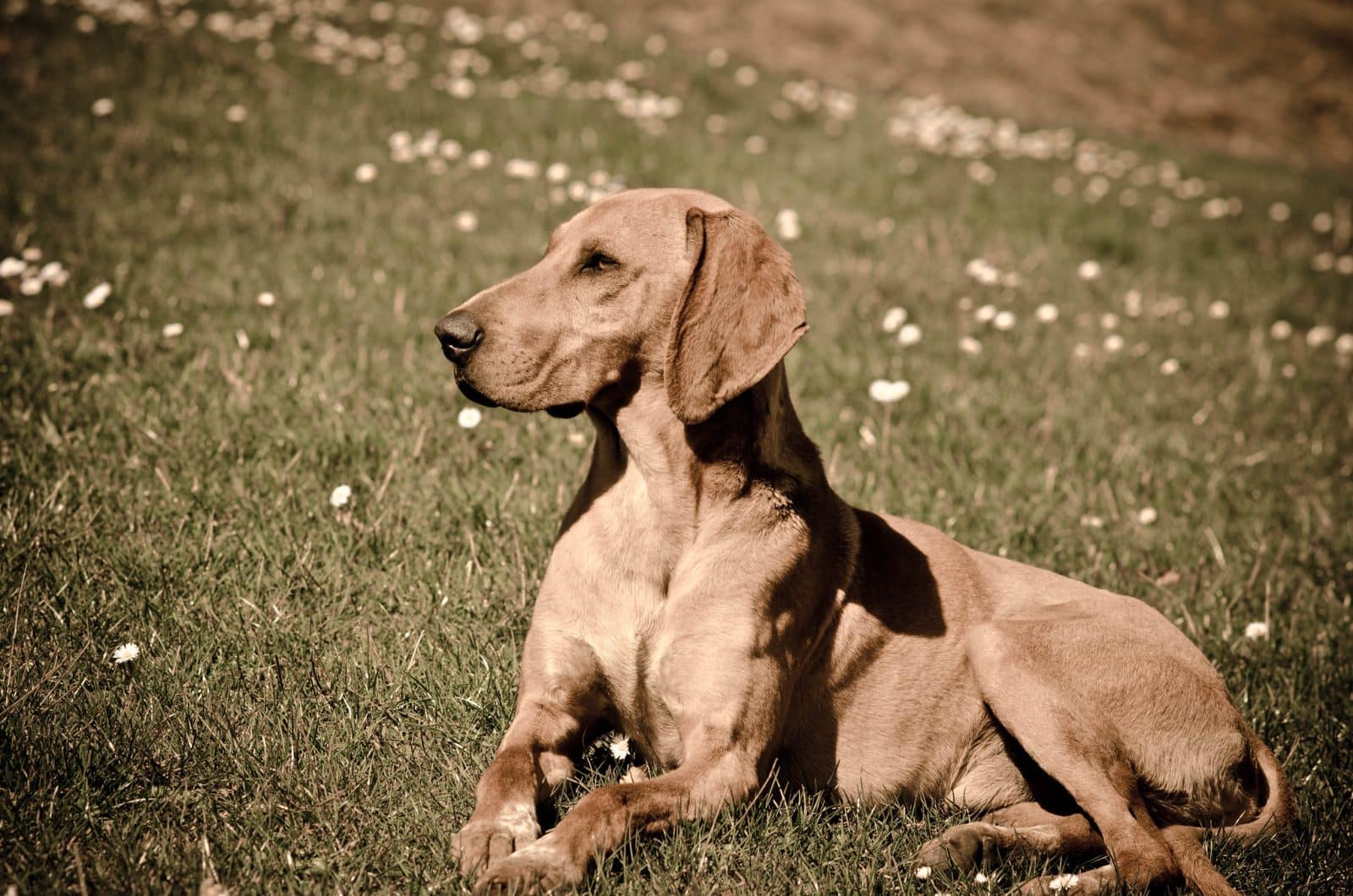 Segugio Italiano - Hondenrassen Wijzer ️