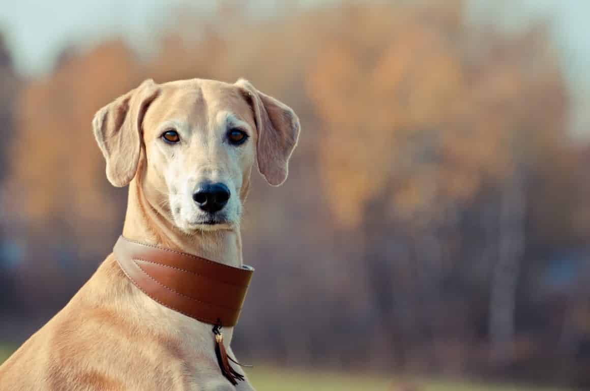 Sloughi - Hondenrassen Wijzer ️