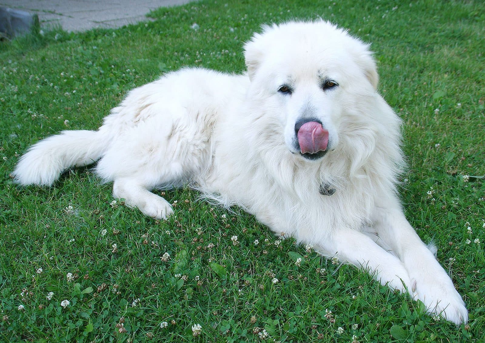 Slovensky Cuvac - Hondenrassen Wijzer ️