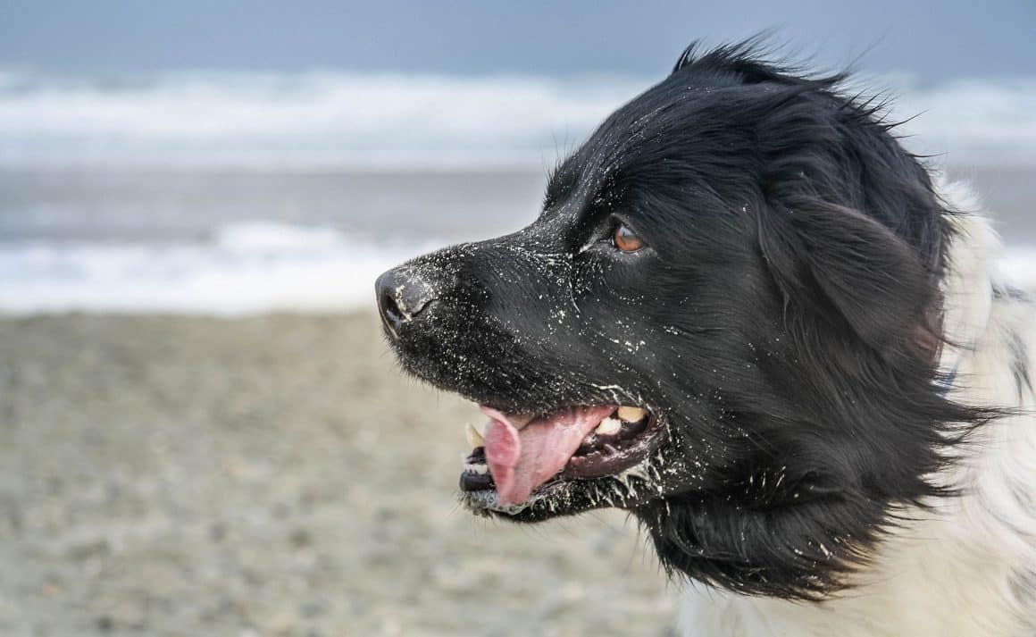 Stabyhoun (Friese Stabij) - Hondenrassen Wijzer ️