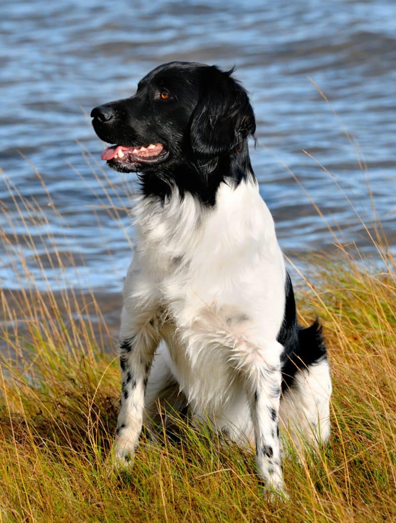 Stabyhoun (Friese Stabij) - Hondenrassen Wijzer ️