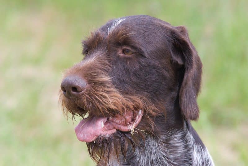 Duitse Staande Draadhaar - Hondenrassen Wijzer ️