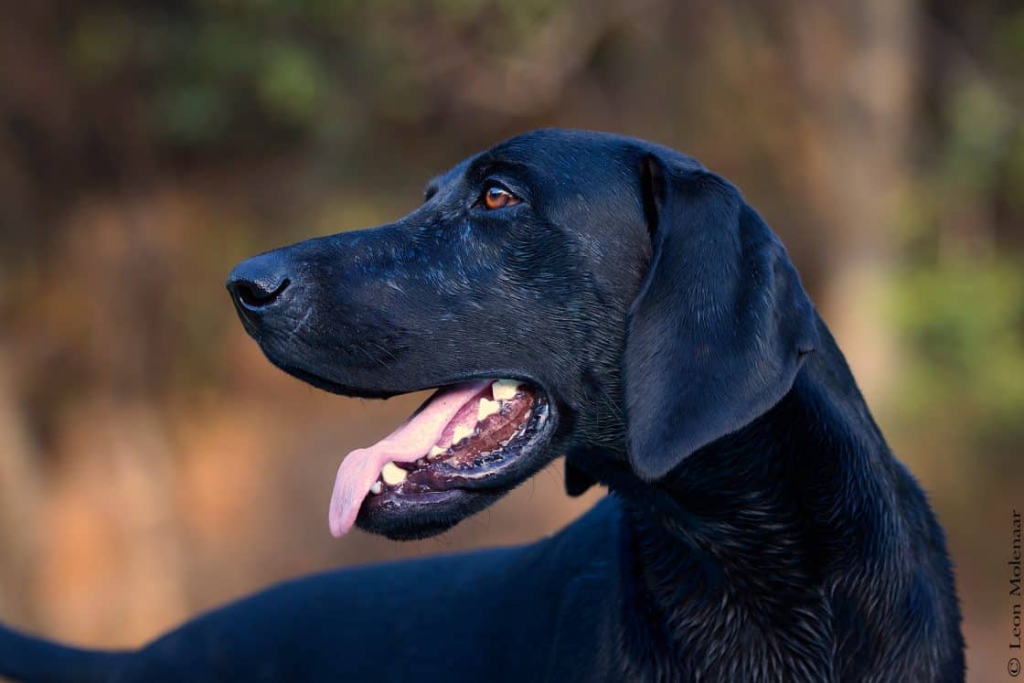 Duitse Staande Korthaar - Hondenrassen Wijzer ️