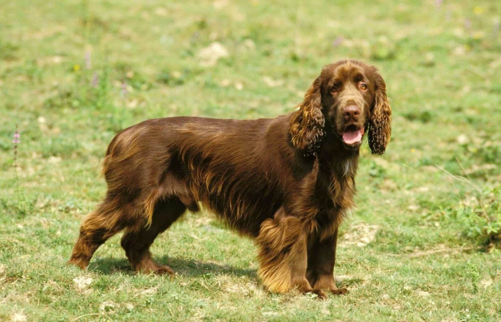 Field Spaniel - Hondenrassen Wijzer ️