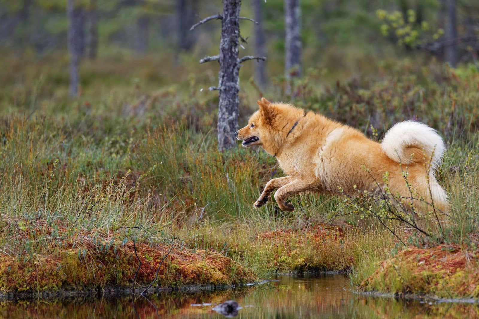 Finse Spitz - Hondenrassen Wijzer ️