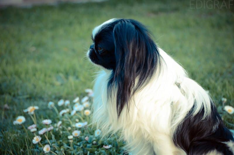 Japanse Chin - Hondenrassen Wijzer ️