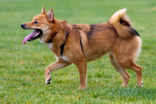 Kai - Hondenrassen Wijzer ️