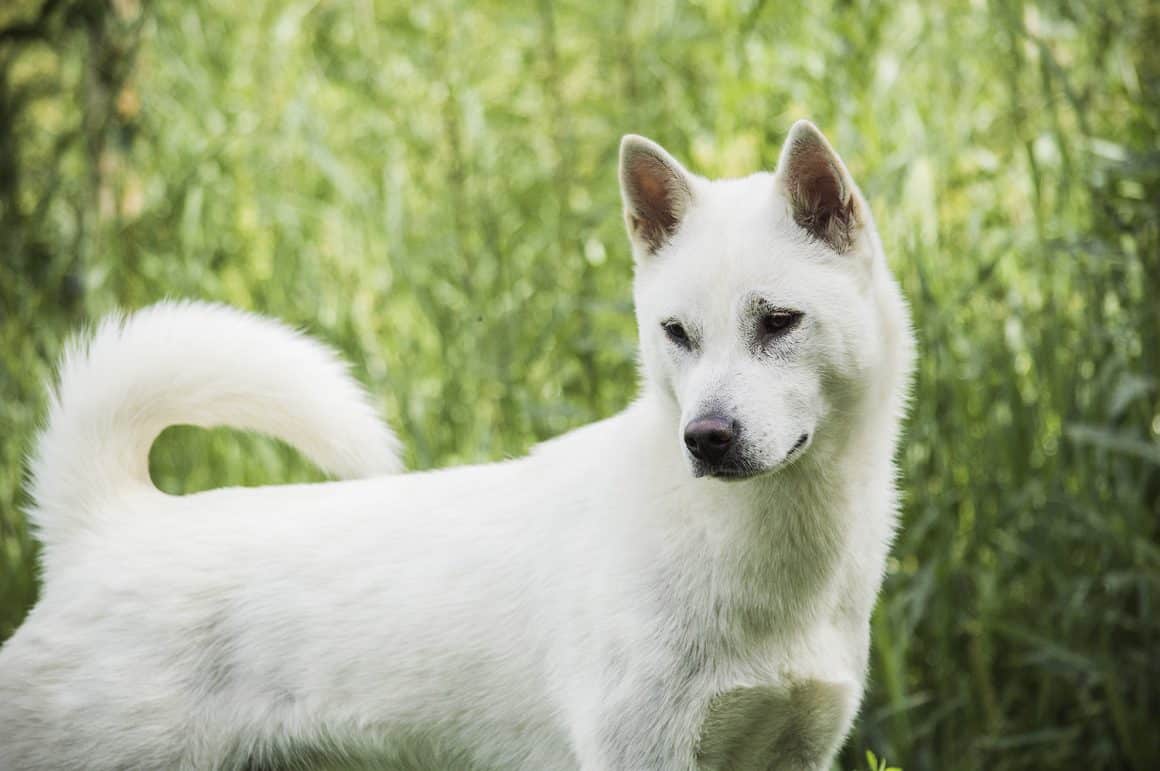 Kishu Ken - Hondenrassen Wijzer ️