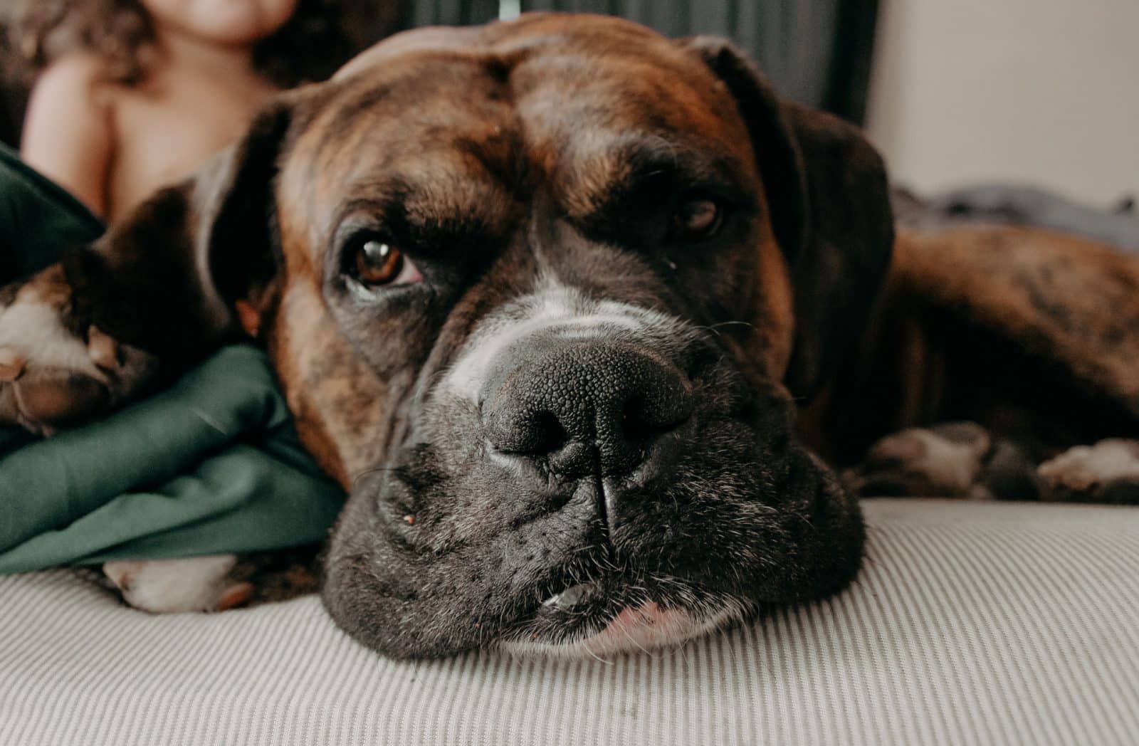 Mastiff - Hondenrassen Wijzer ️