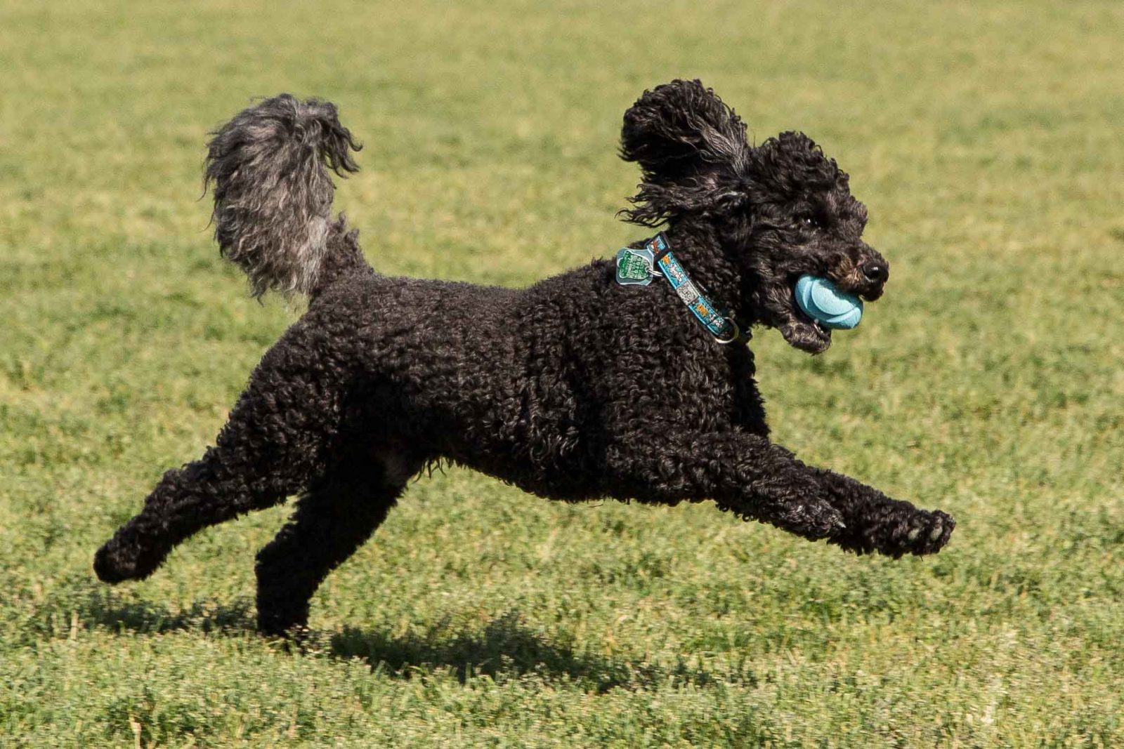 Miniatuur Poedel - Hondenrassen Wijzer ️