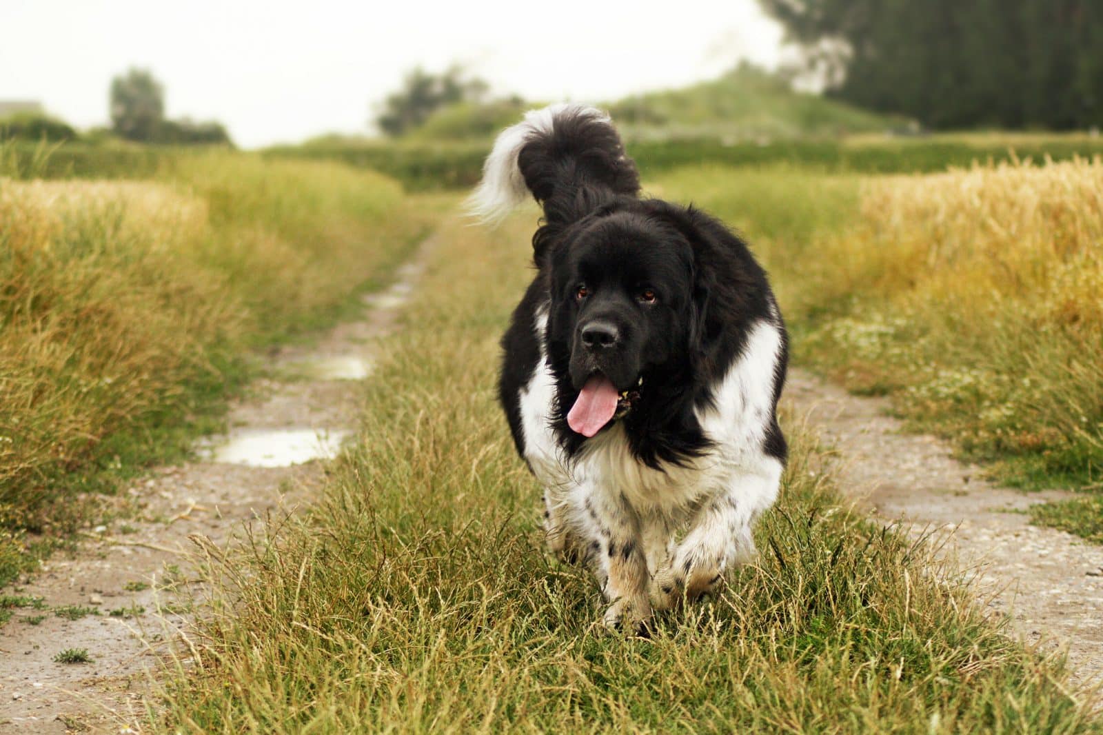 Newfoundlander - Hondenrassen Wijzer ️