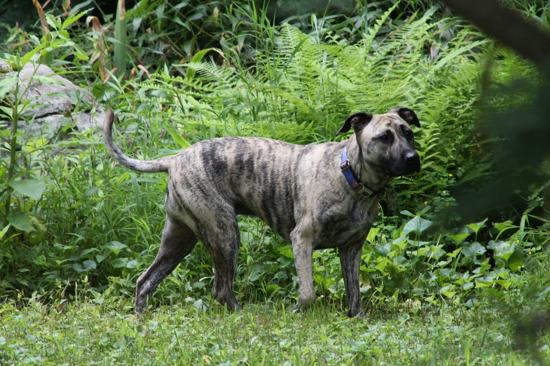 Plott Hound - Hondenrassen Wijzer ️