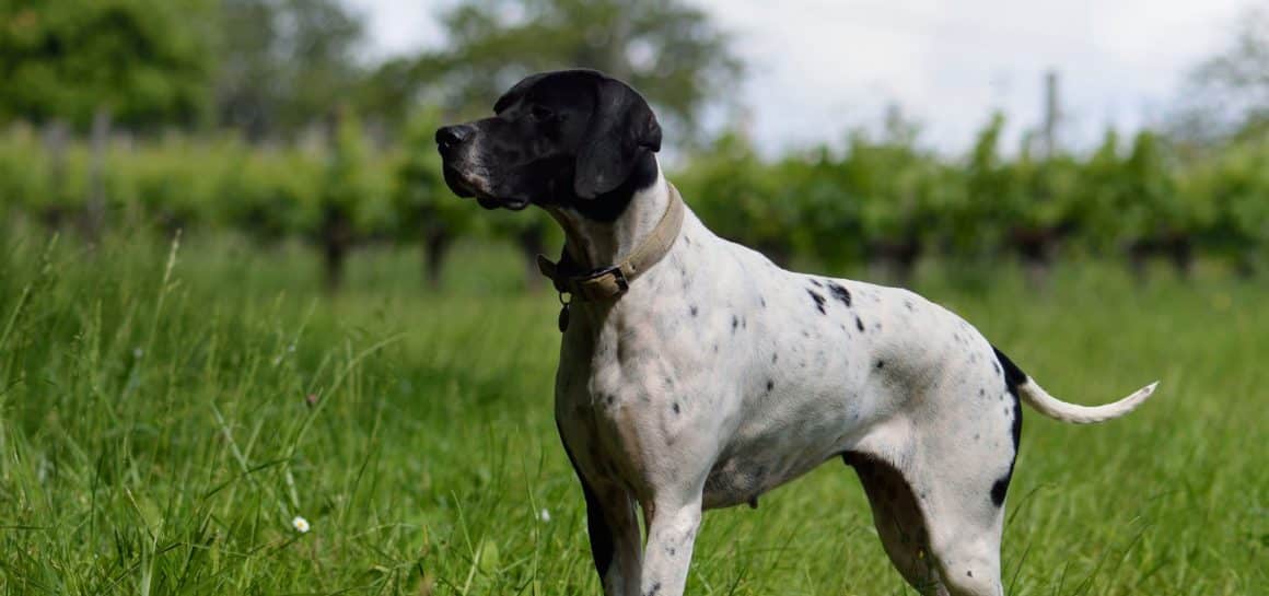 Pointer - Hondenrassen Wijzer ️