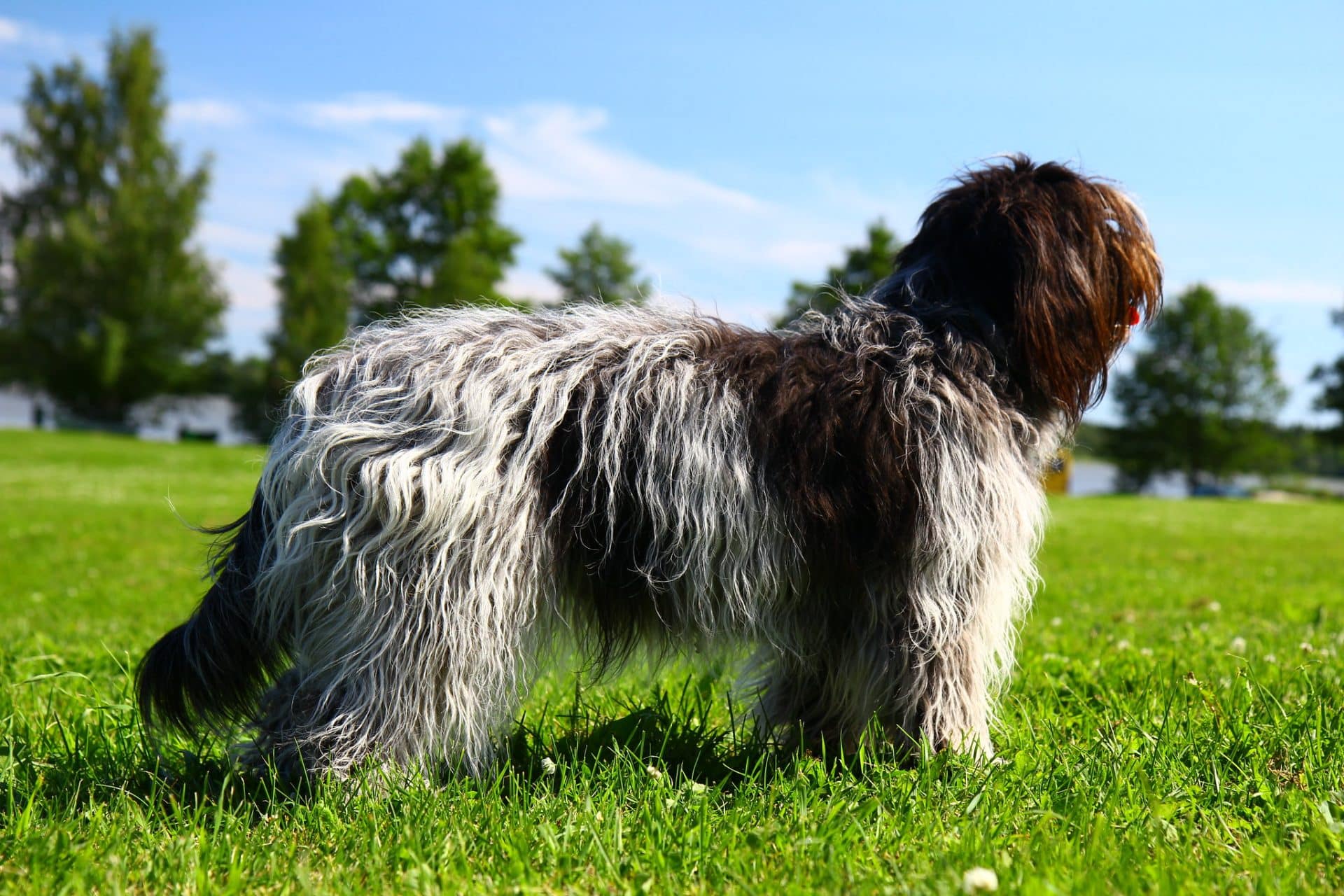 Schapendoes - Hondenrassen Wijzer ️
