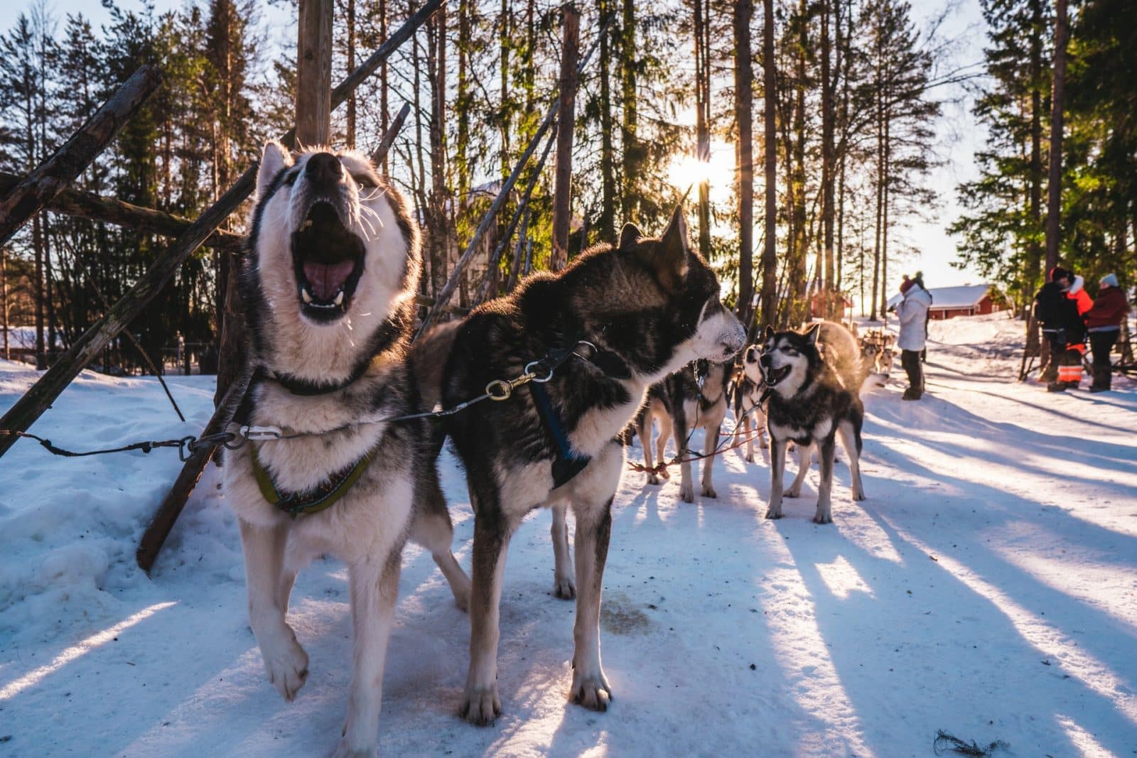 Siberische Husky - Hondenrassen Wijzer ️
