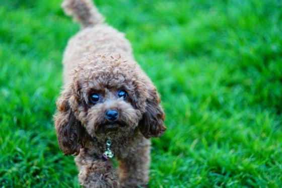 Toy Poedel - Hondenrassen Wijzer ️