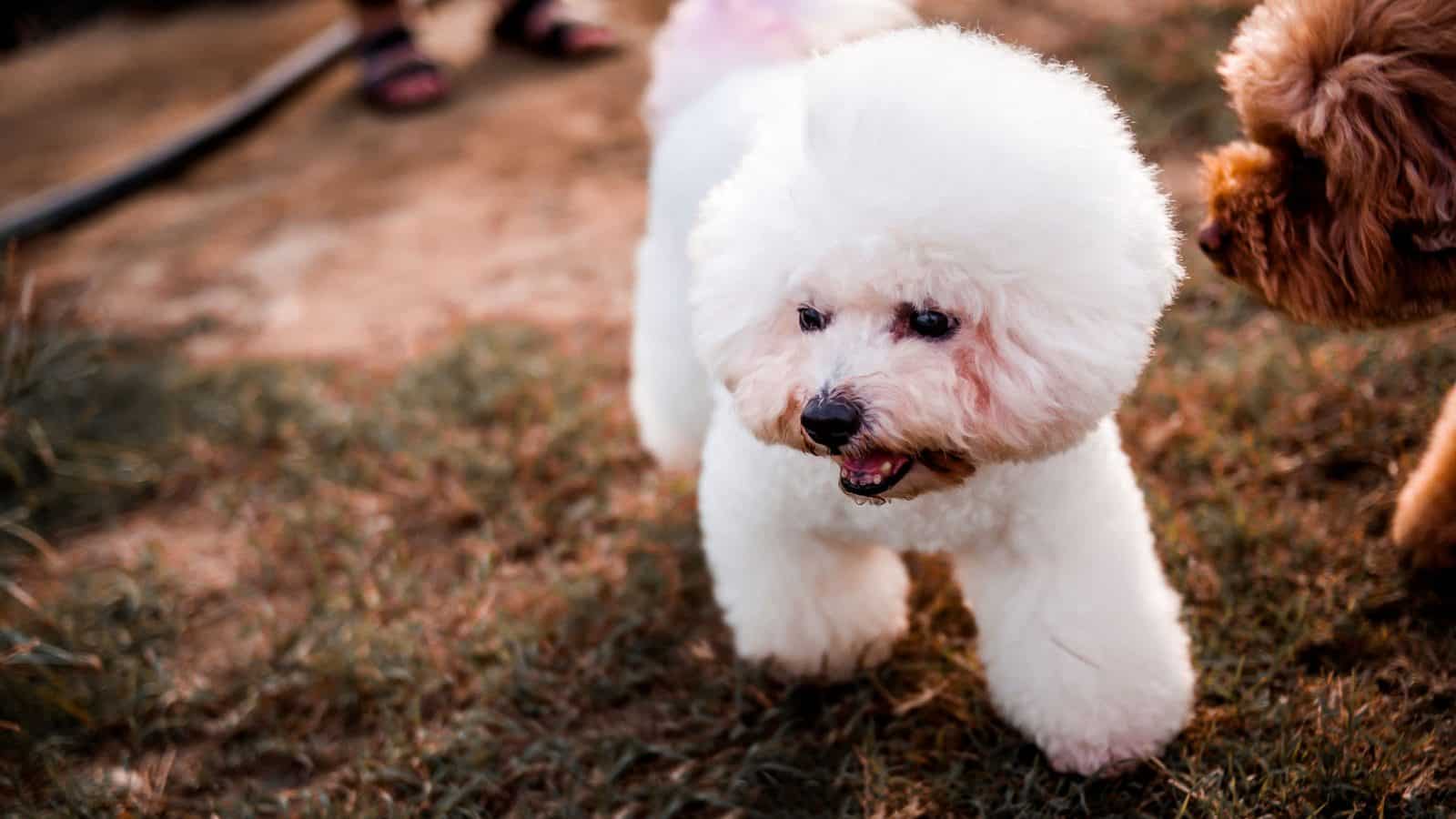 Toy Poedel - Hondenrassen Wijzer ️