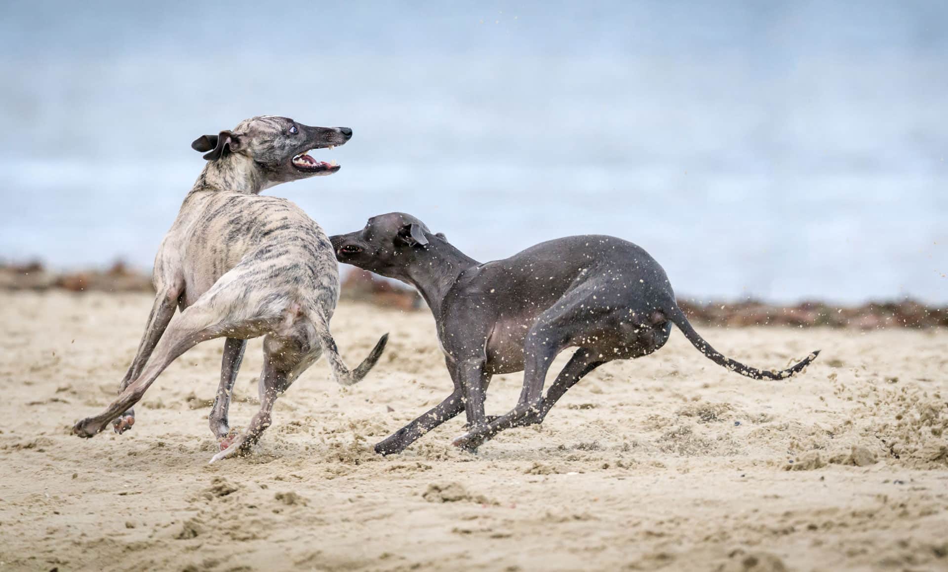 Windhond - Hondenrassen Wijzer ️